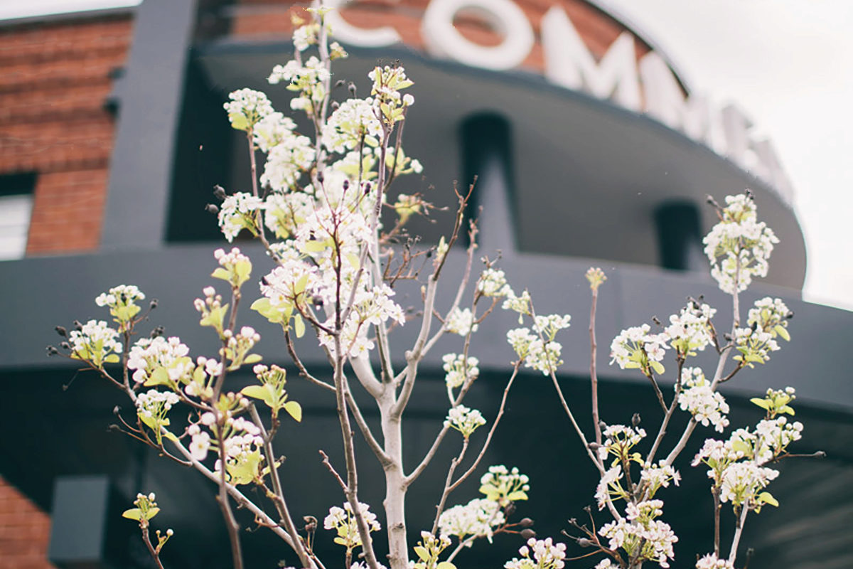 Embrace the Beauty of Spring in Tenterfield, NSW! - The Commercial ...