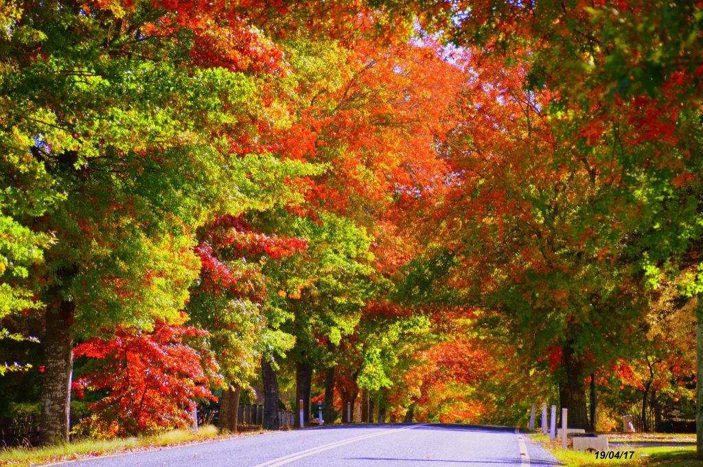 The Stunning Display of Autumn Leaves is truly the best time to visit ...